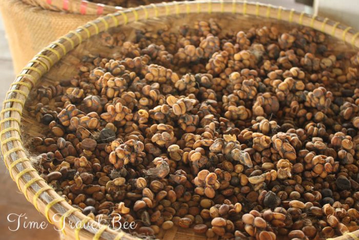 Coffee made out of shit seen as best in the world | Time Travel Bee ...