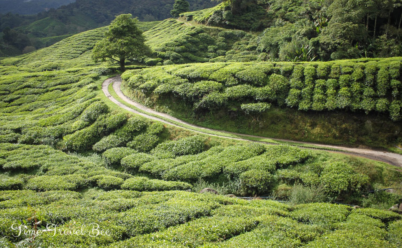 What to Do in Cameron Highlands and what to Skip? | Time Travel Bee ...